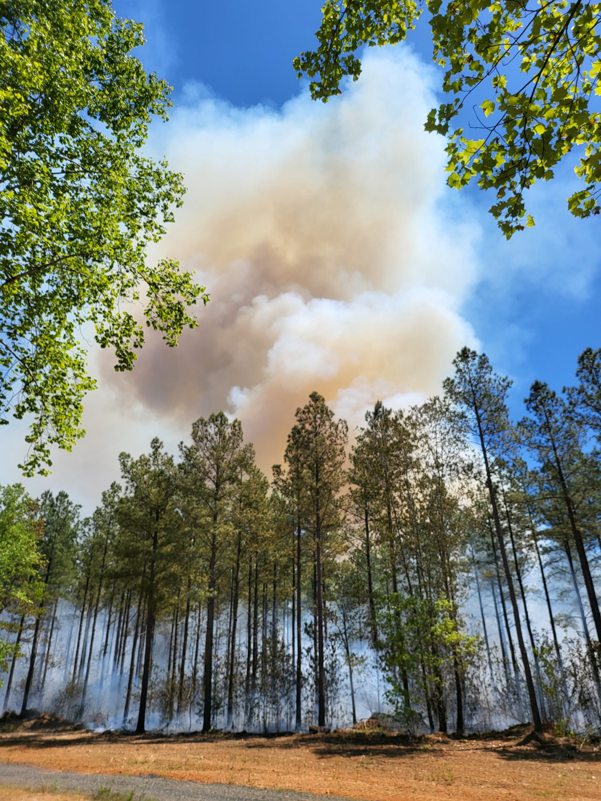 Dowdy’s Forest Demonstration Forest – A Forester’s Playground – Dowdy's ...